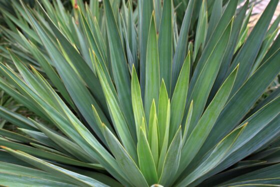 Sisal Rugs—Everything You Need to Know - curranfloor.com Blog