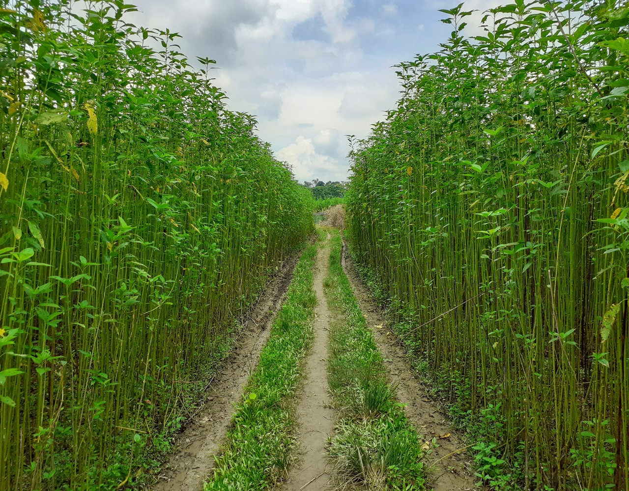 Jute Rugs—Everything You Need to Know - sisalcarpet.com Blog